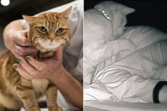 Woman discovers cat 'hits her for hours while she sleeps' after re ...