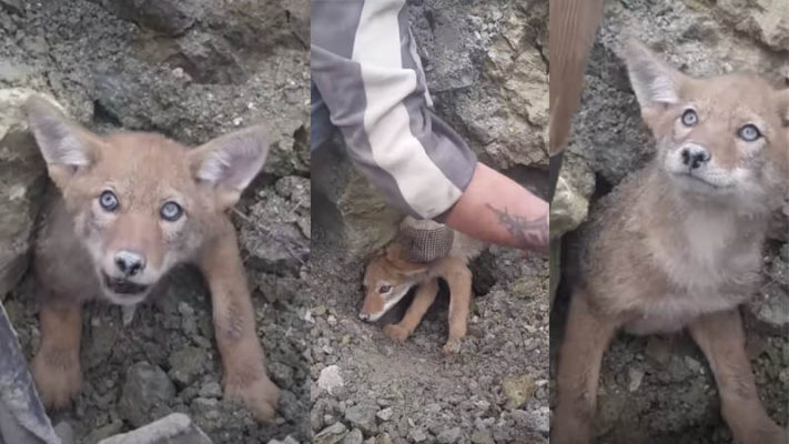 Baby Coyote Watched His Family Get Out In Time As Den Collapsed Around ...