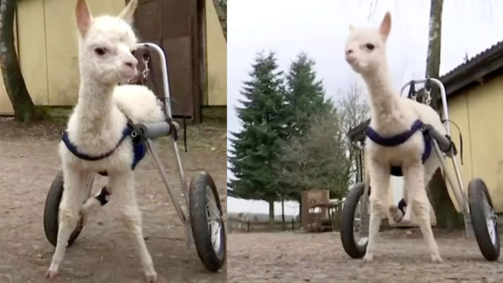 Baby Alpaca’s Mother Dies Giving Birth, Leaving Her Orphaned & Disabled