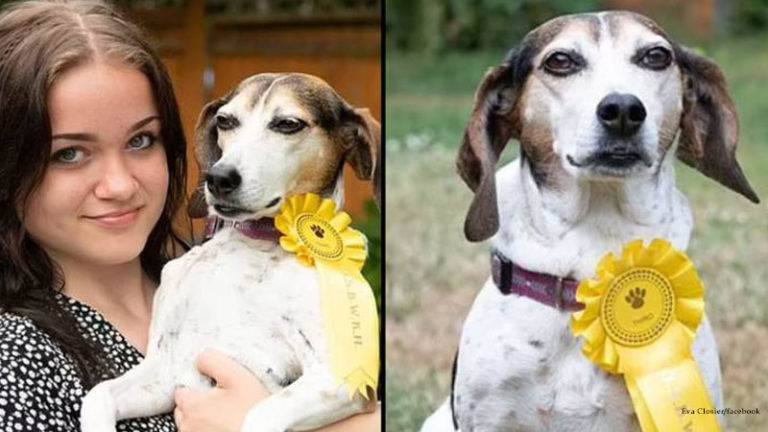 Missing Dog Returns Home After Taking Third Place in Dog Show