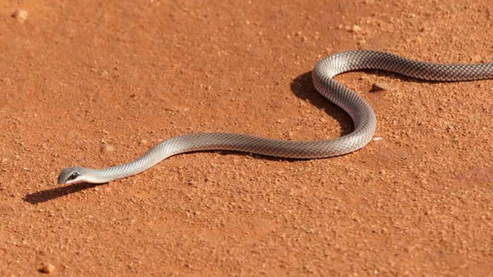 Watch 2 giant, Highly Venomous Black Mambas Fighting in Someone's Backyard