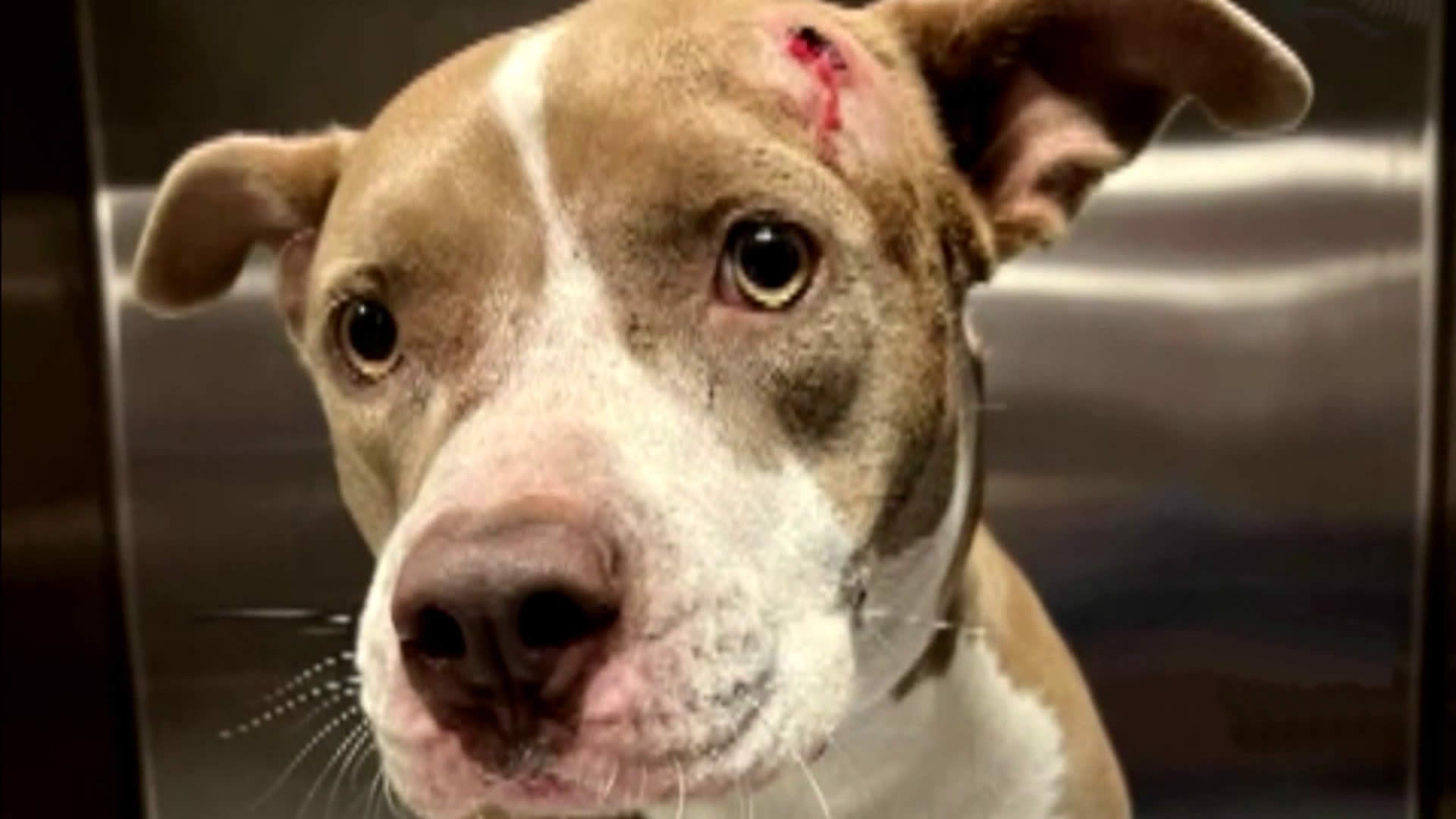 The Incredible Tale of Miracle: A Bullet Won't Keep This Dog Down