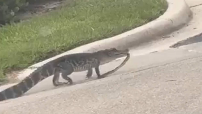 Gator Strolls Through Florida Beach Town ‘Casually Eating a Snake’