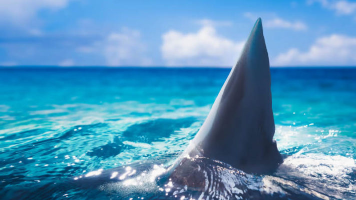 Shark Attack on the Fourth 'Ohio Tourist Bitten While Playing Football ...