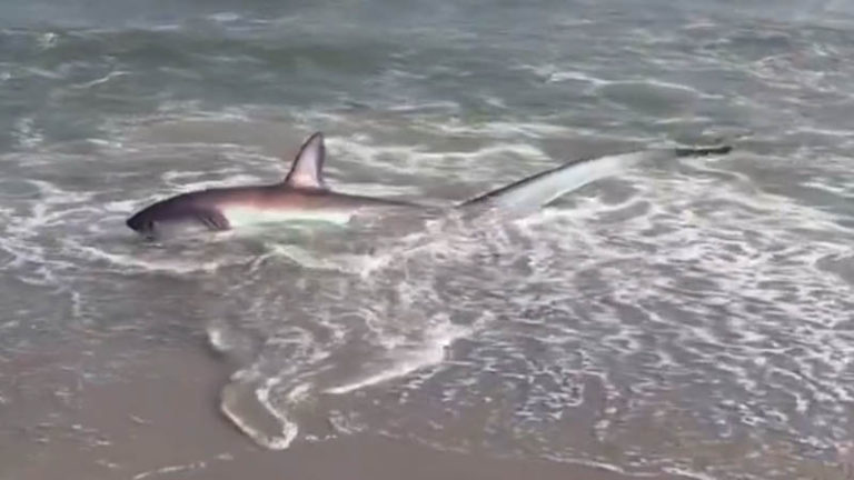 Video Captures Thresher Shark Struggling on New York Beach, Rescued by ...